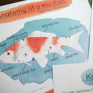 Koi Fish Educational Printable Learning Set - Etsy