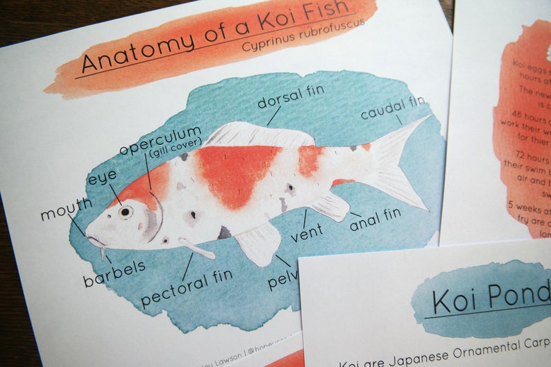 Koi Fish Educational Printable Learning Set | Etsy
