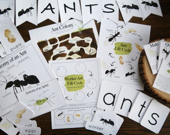 Butterfly Bundle | Charlotte Mason Nature Study Homeschool Printable ...