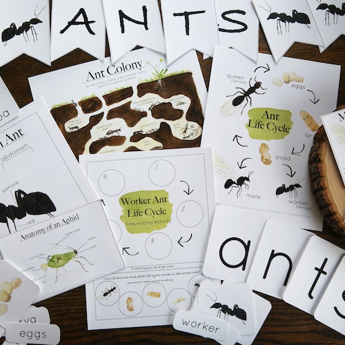 Ant Unit Study Bundle Nature Study Homeschool Learning - Etsy