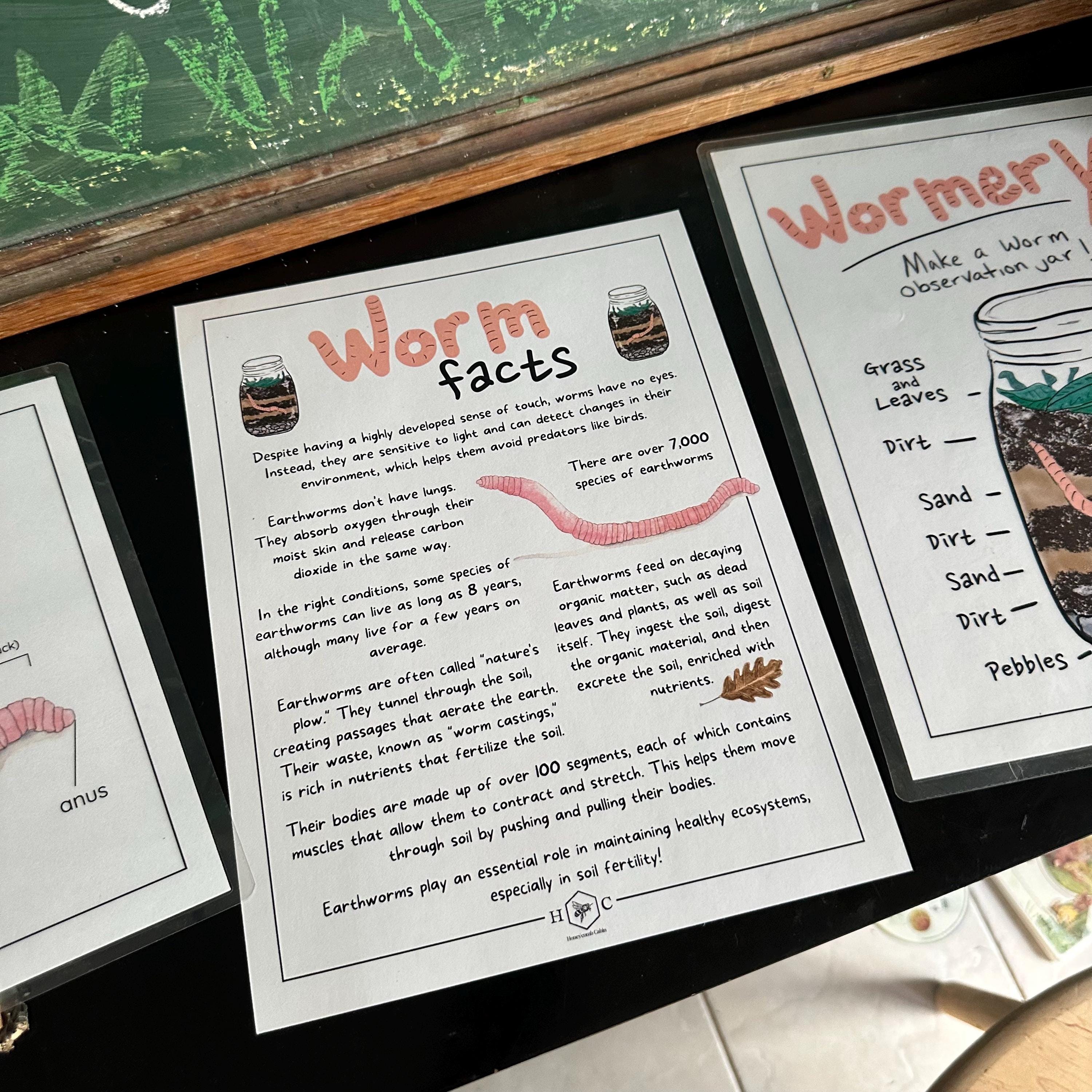 Anatomy of a Worm and Wormery Activity With Record | Charlotte Mason ...