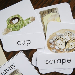 Nesting Birds (european Robin) Mega Bundle | Charlotte Mason Homeschool ...