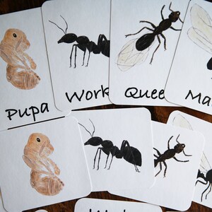 Ant Life Cycle 3 Part Cards - Etsy