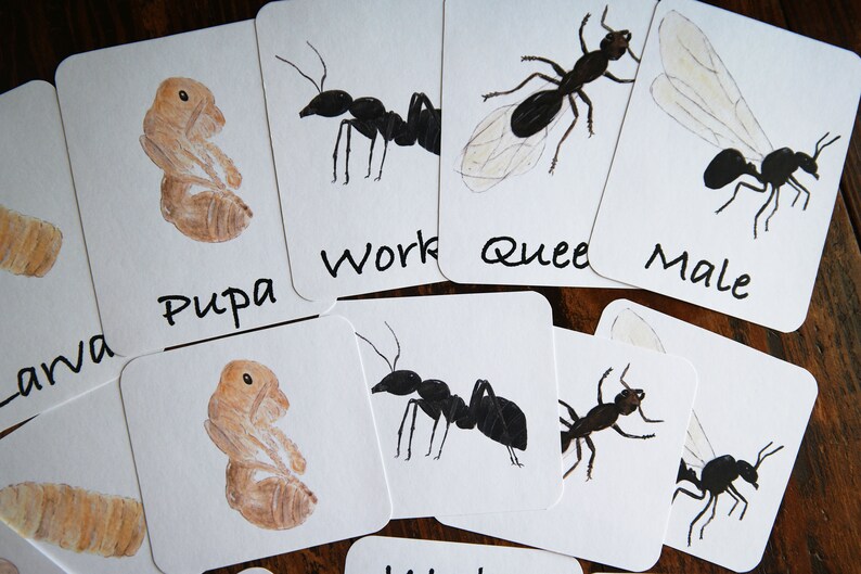 Ant Life Cycle 3 Part Cards - Etsy