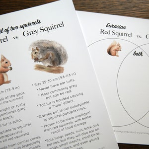 Squirrel Learning Bundle | Charlotte Mason Homeschool Autumn Nature ...