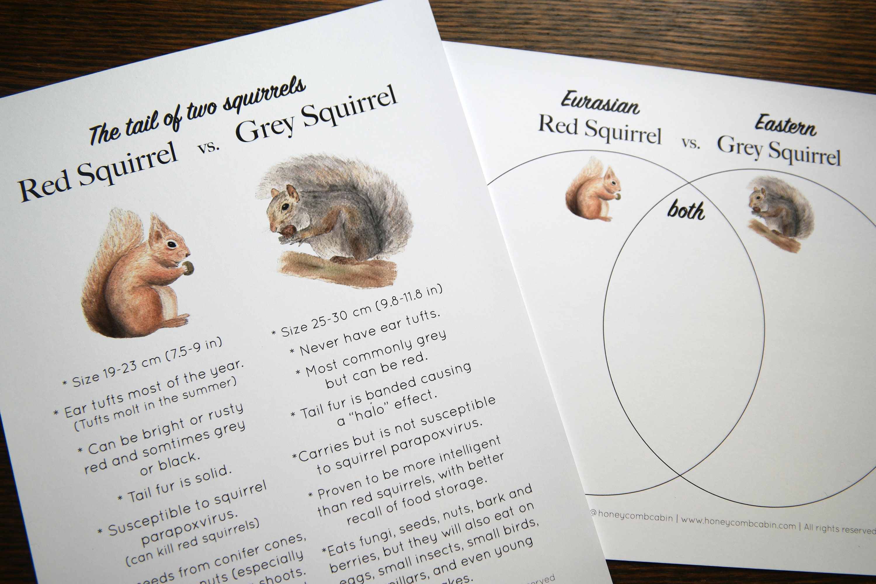 Squirrel Learning Bundle Charlotte Mason Homeschool Autumn - Etsy