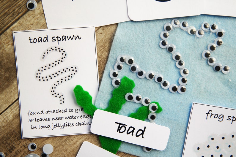Frog vs Toad learning set Nature study Charlotte Mason | Etsy