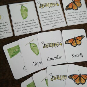Monarch Butterfly Life Cycle Cards - Informational and 3-part - Etsy