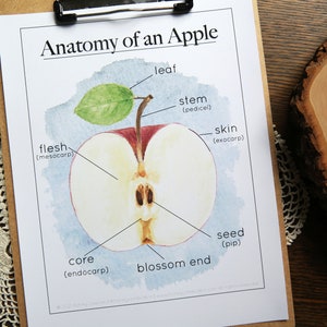 Apple Anatomy Mini-poster - Etsy