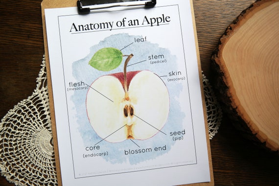Apple Anatomy Mini-poster - Etsy