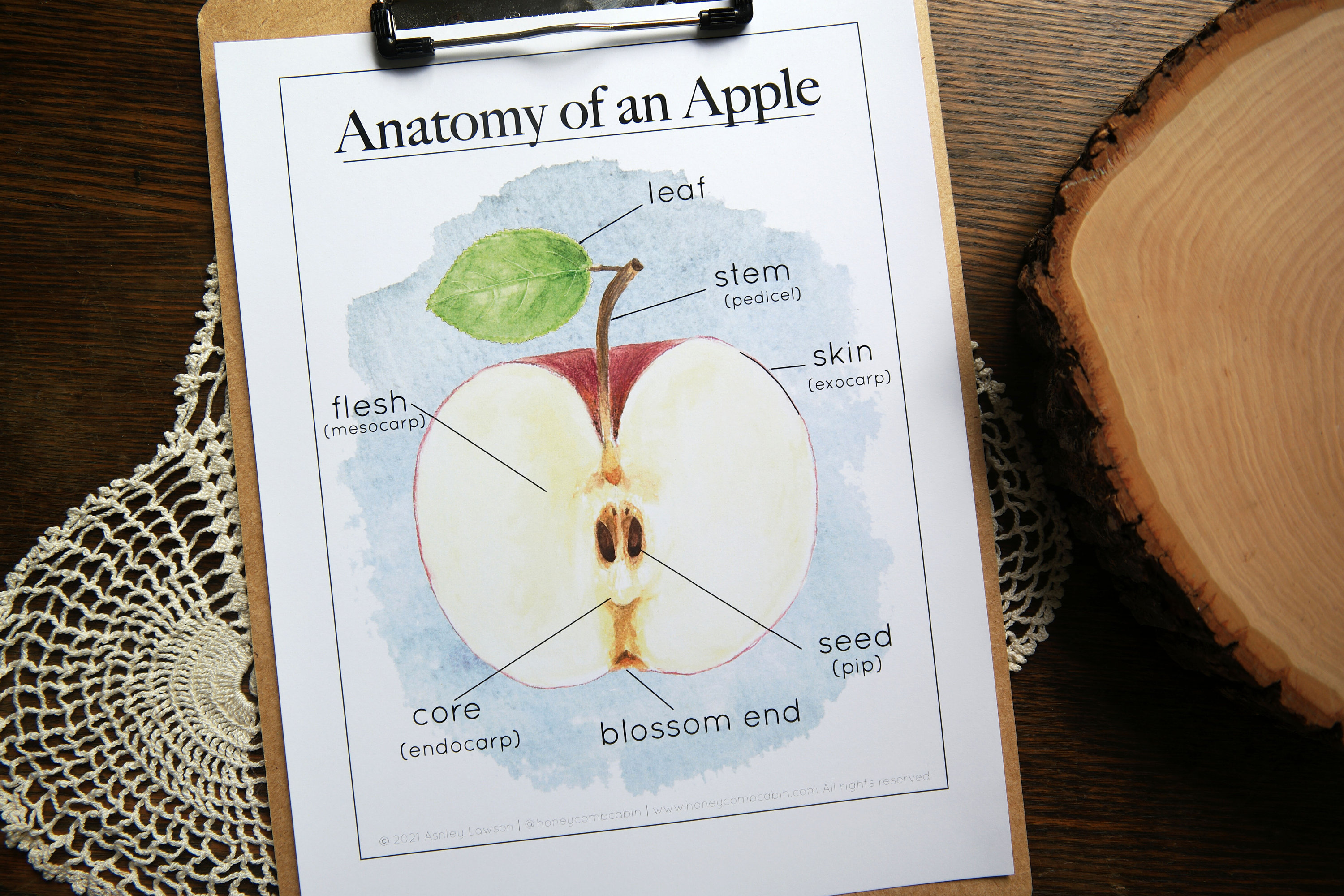 Apple Anatomy mini-poster | Etsy