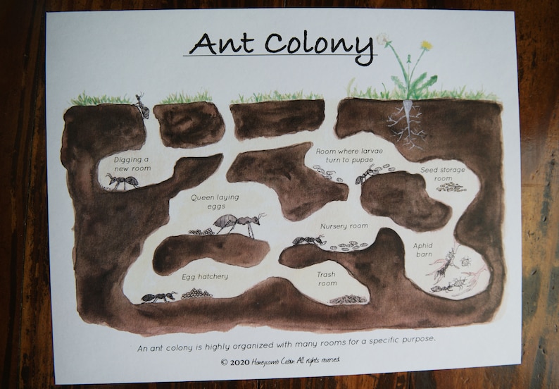 Ant Bundle Charlotte Mason Nature Study Homeschool Printable | Etsy