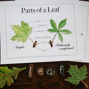 Leaf Bundle - Charlotte Mason Leaves Homeschool Nature Study ...