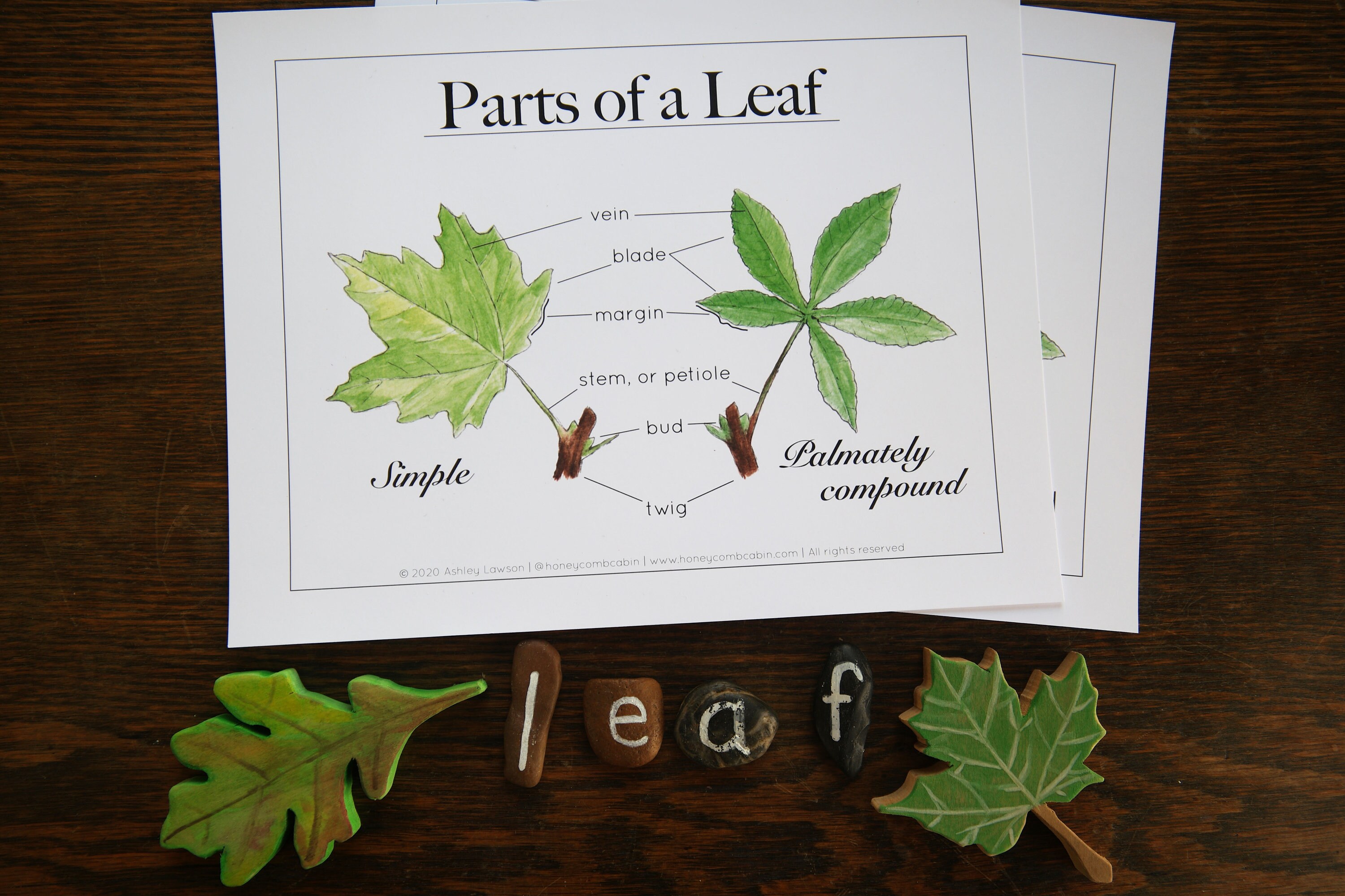 Leaf Bundle Charlotte Mason Leaves Homeschool Nature Study - Etsy