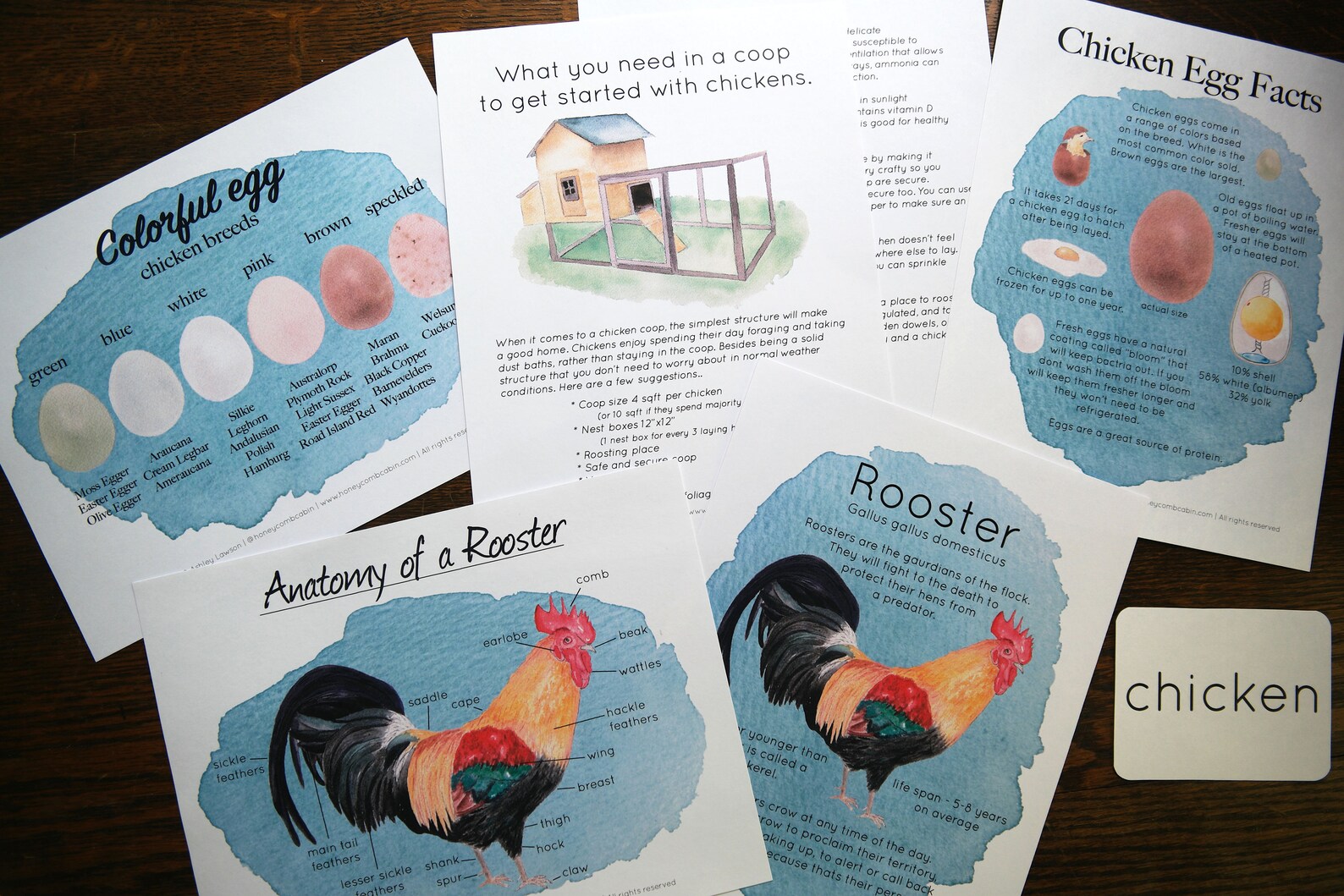 Chicken Study Bundle Nature Study Charlotte Mason Homeschool - Etsy
