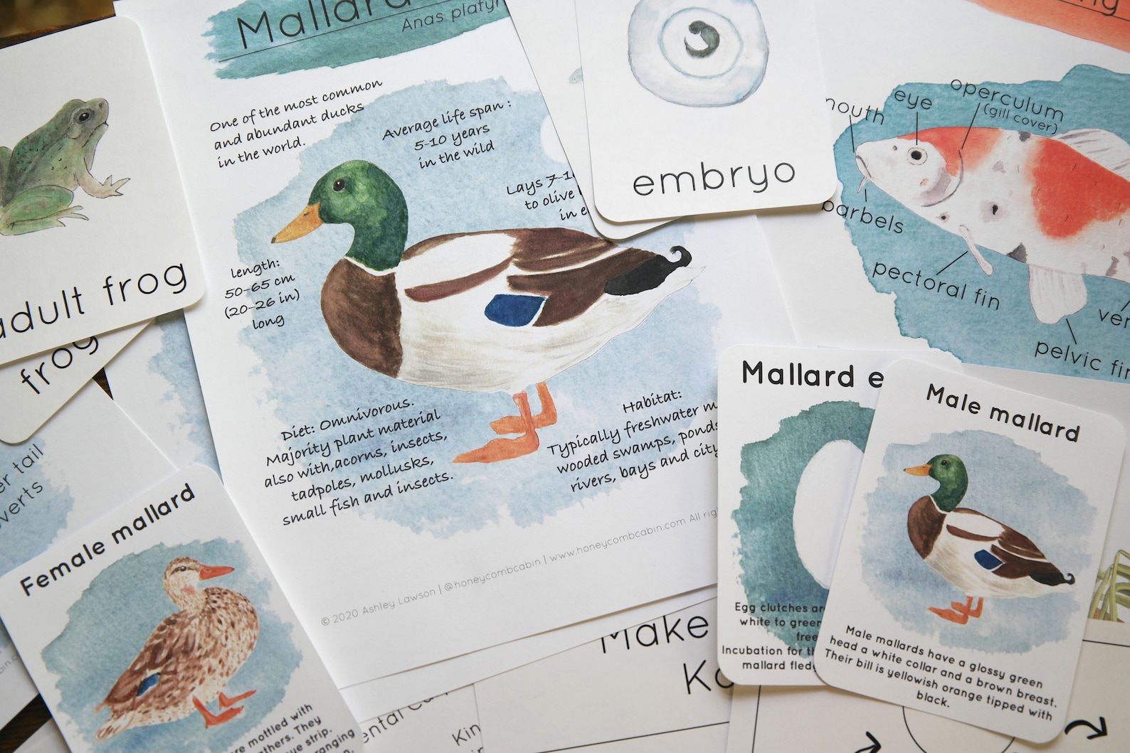 Pond Bundle Mallard, Koi, Frog Life Cycle Charlotte Mason Homeschool ...