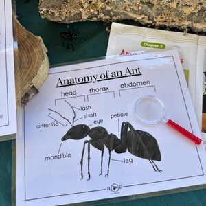 Ant Bundle | Charlotte Mason Nature Study Homeschool Printable - Etsy