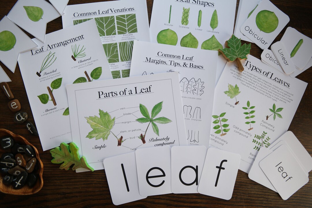 Leaf Bundle - Charlotte Mason Leaves Homeschool Nature Study ...