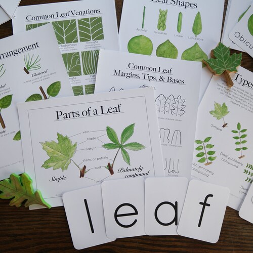 Autumn Leaf Flash Cards Charlotte Mason Nature Study - Etsy