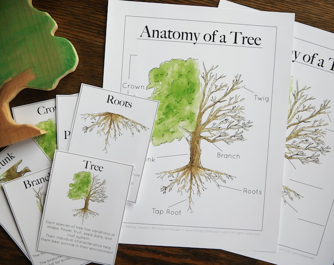 Anatomy of a Tree and Part Set Charlotte Mason Nature - Etsy