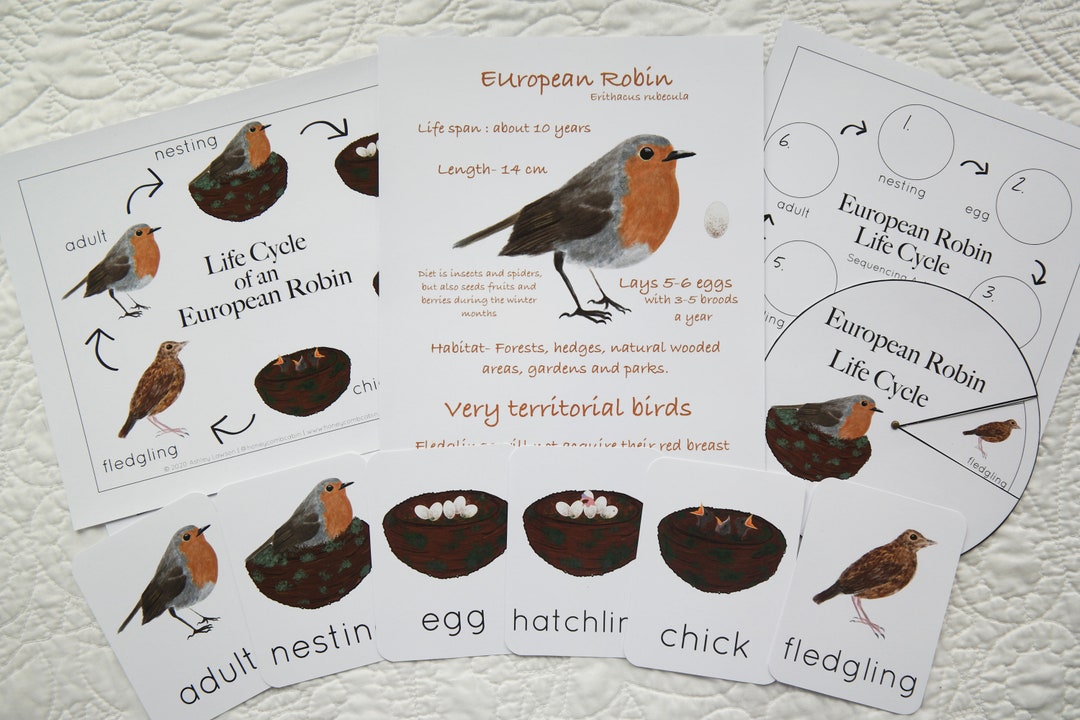 European Robin Life Cycle | Charlotte Mason Homeschool Nature Study ...