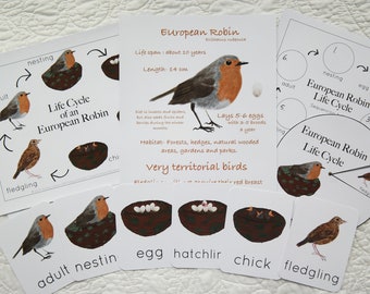 Anatomy of a Robin | Charlotte Mason Resources Nature School Bird Unit ...