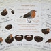 European Robin Life Cycle | Charlotte Mason Homeschool Nature Study ...