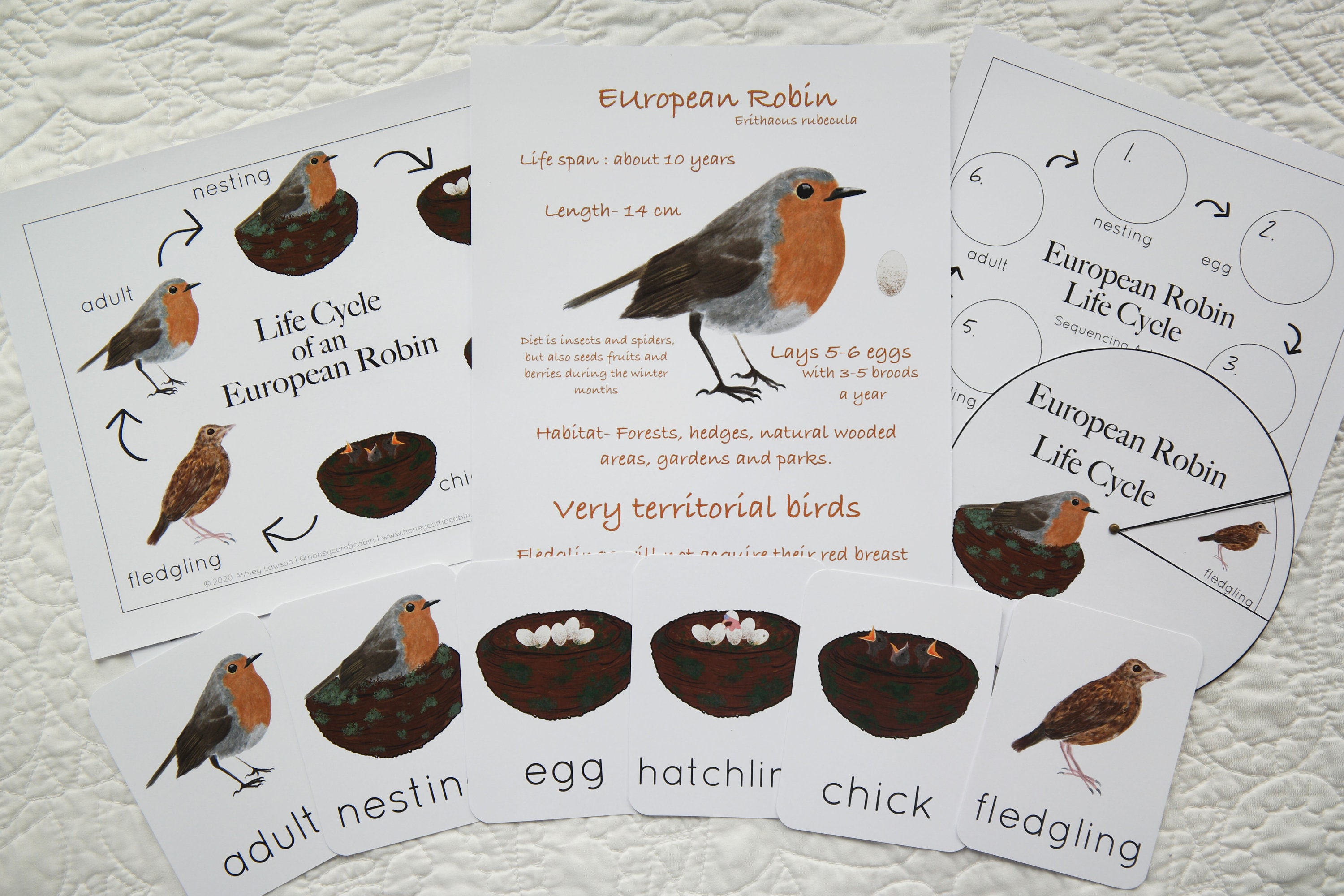European Robin Life Cycle Charlotte Mason Homeschool Nature - Etsy UK
