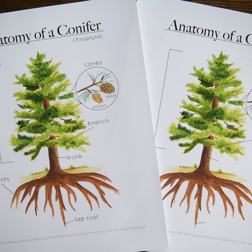 Anatomy of a Conifer Tree Nature Educational Printable - Etsy