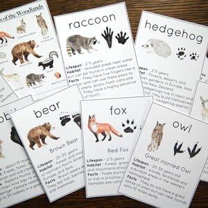 Woodland Forest Bundle Animals, Tracks, Forest Layers Charlotte Mason ...