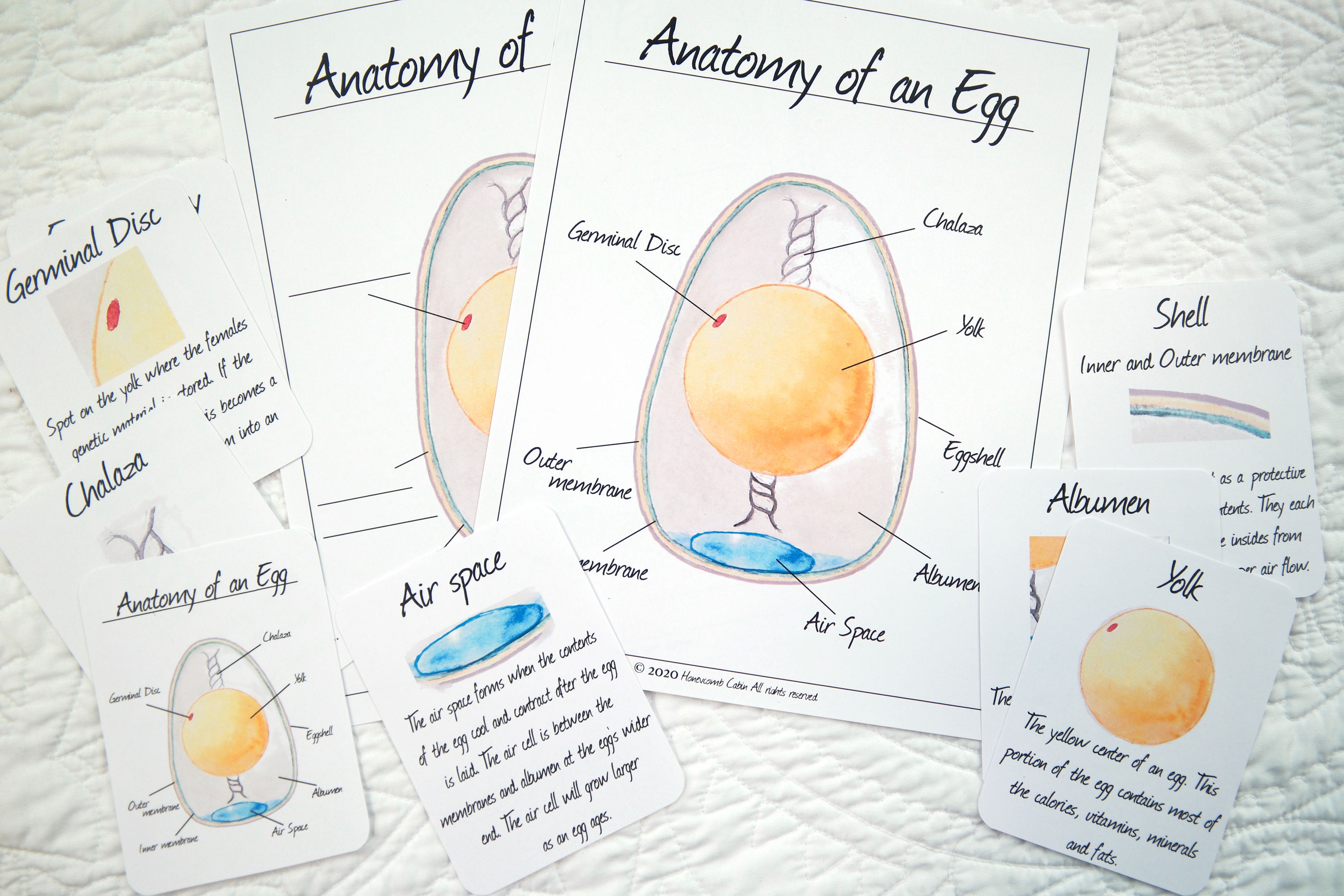 Egg Anatomy Anatomy student sheet and fact cards | Etsy