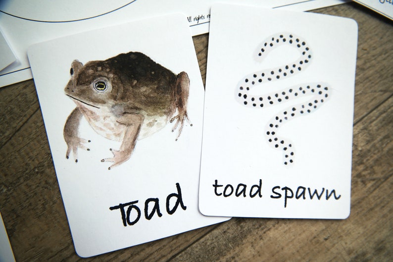 Frog vs Toad learning set Nature study Charlotte Mason | Etsy