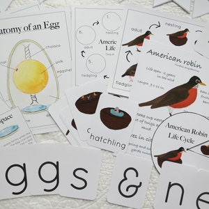 Nesting Birds Mega Bundle | Nature Study, Charlotte Mason, Homeschool ...