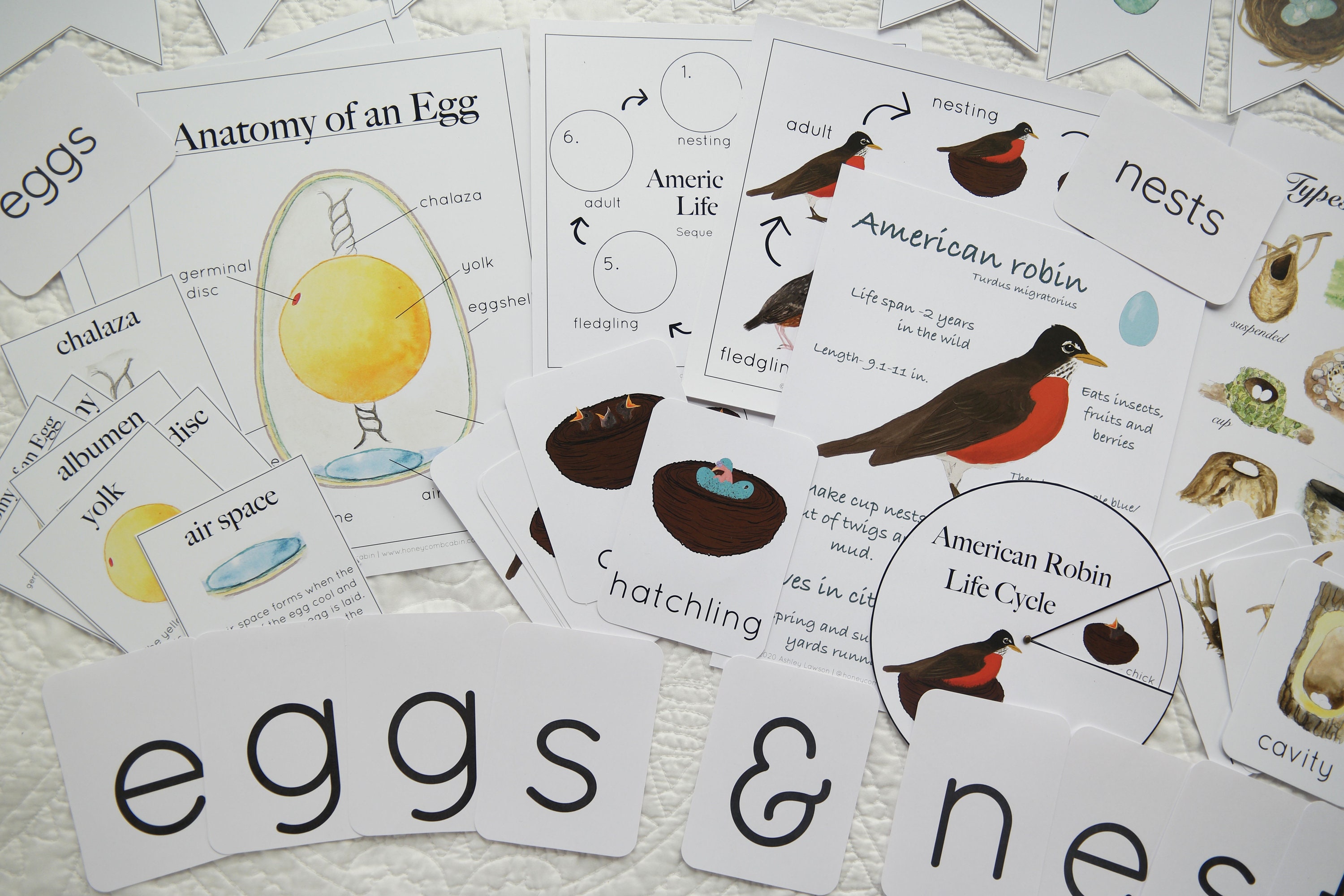 Nesting Birds Mega Bundle Nature Study Charlotte Mason - Etsy