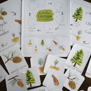 Conifer Tree Life Cycle, Sequencing Activity and 3-part Cards ...