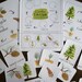 Conifer Tree Life Cycle Sequencing Activity and 3-part Cards - Etsy