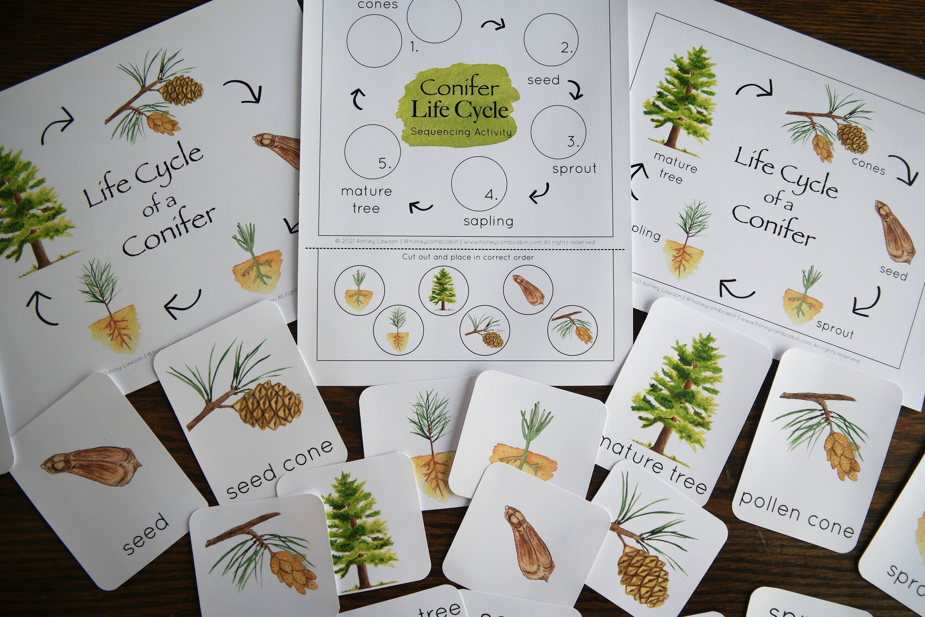 Simple Conifer Life Cycle