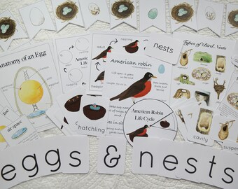 Nesting Birds Mega Bundle Nature Study Charlotte Mason | Etsy