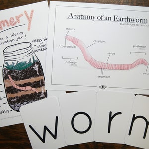 Anatomy of a Worm and Wormery Activity With Record | Charlotte Mason ...