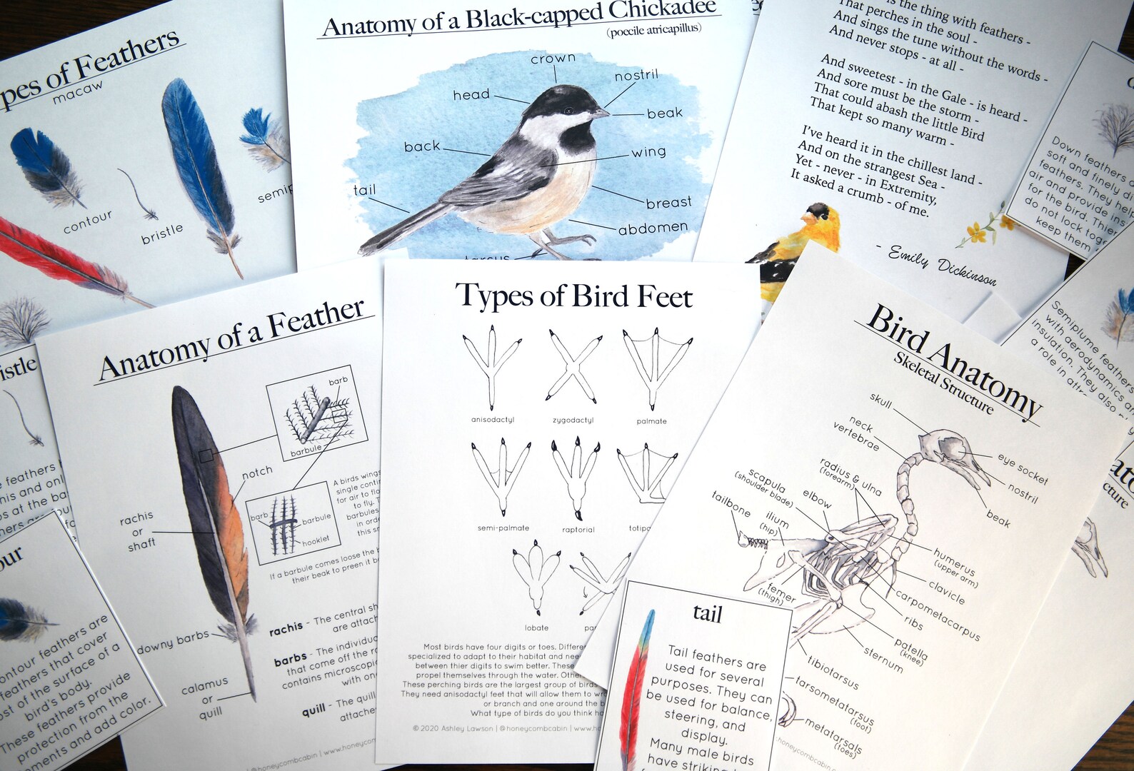 Bird Bundle Anatomy Feather Feet Skeleton Charlotte Mason | Etsy