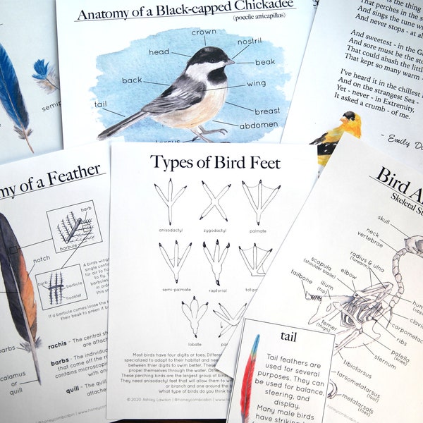 Feather Study - Etsy