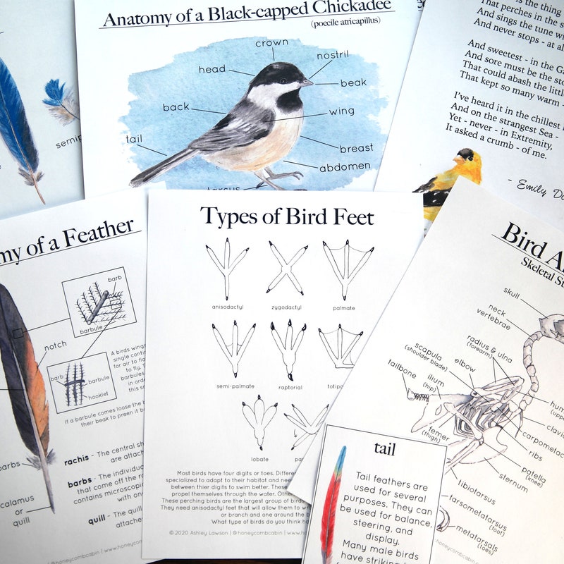 HoneycombCabin - Etsy