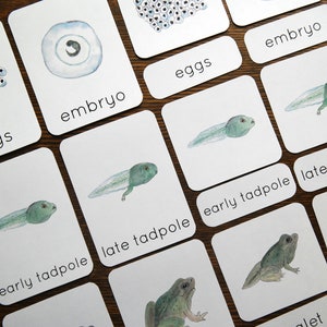 Pond Bundle - Mallard, Koi, Frog Life Cycle | Charlotte Mason ...