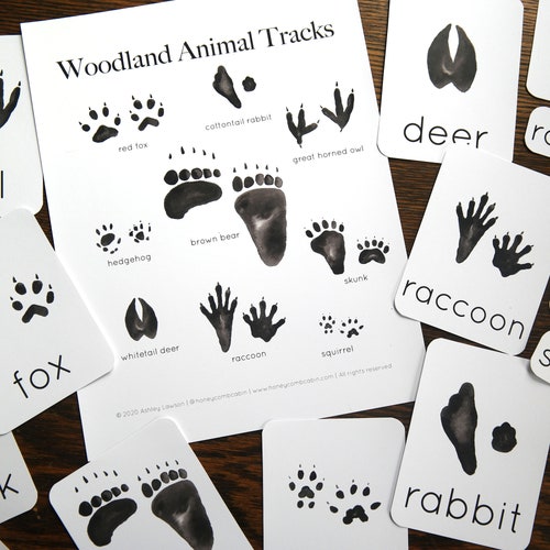 Woodland Animal Tracks Mini-poster and 3-part Cards - Etsy