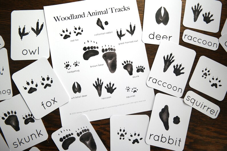 Woodland Animal Tracks Mini-poster and 3-part Cards | Etsy
