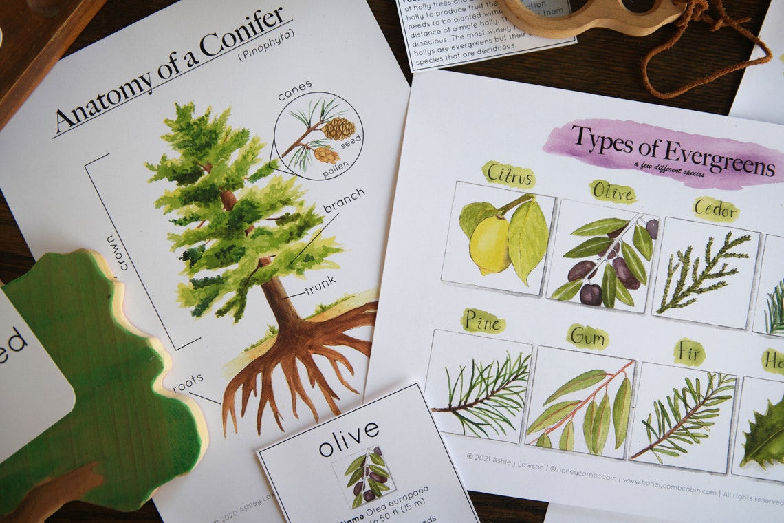 Evergreen Bundle | Charlotte Mason Nature Journal Educational ...