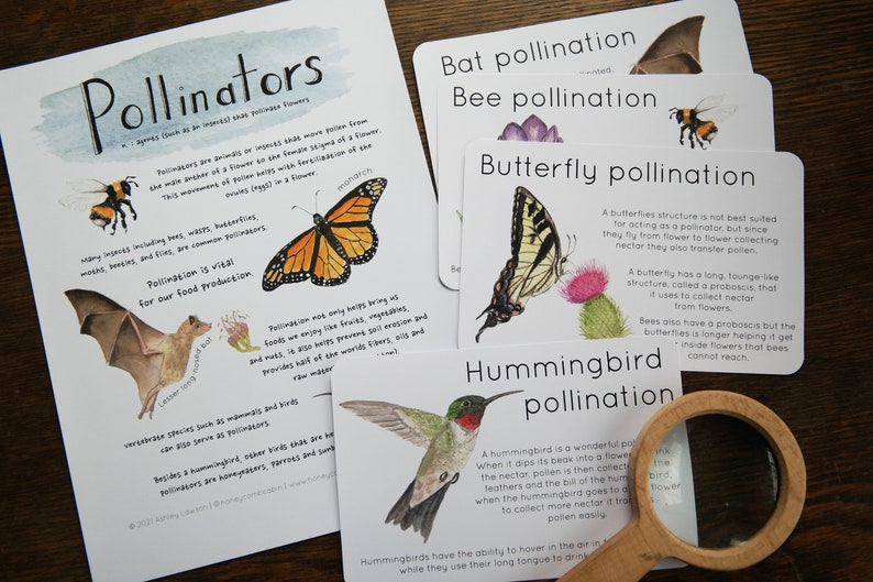 Wildflower and Pollinator Bundle | Charlotte Mason Homeschool ...