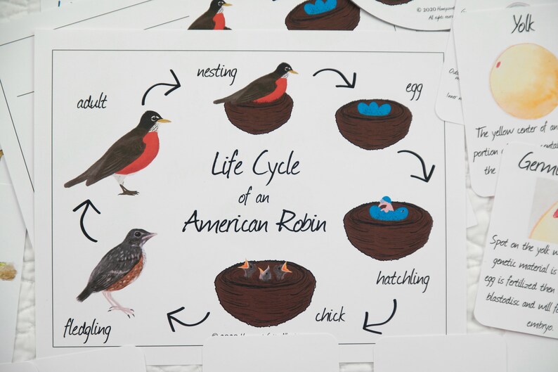 Nesting birds mega bundle Nature study Charlotte Mason | Etsy