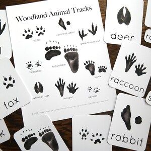 Woodland Forest Bundle | Animals, Tracks, Forest Layers Charlotte Mason ...