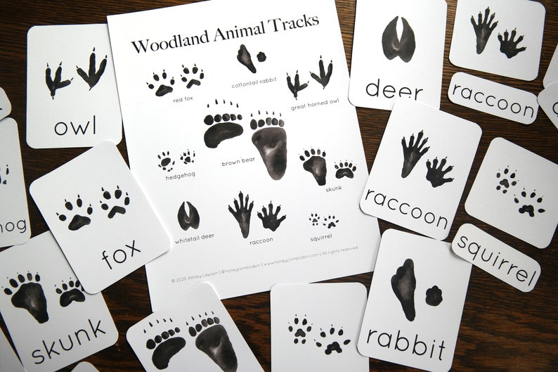 Woodland Forest Bundle | Animals, Tracks, Forest Layers Charlotte Mason ...